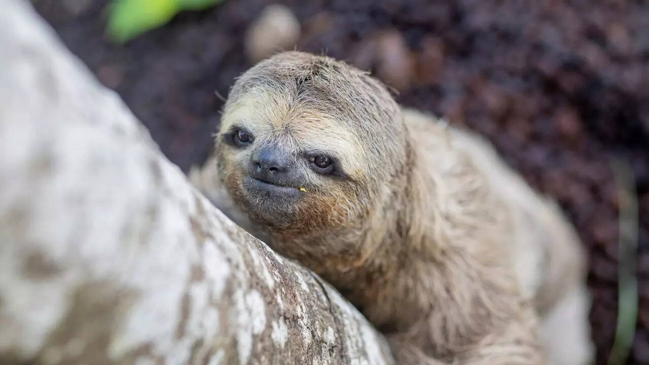 10 cutest animal smiles that will melt your heart