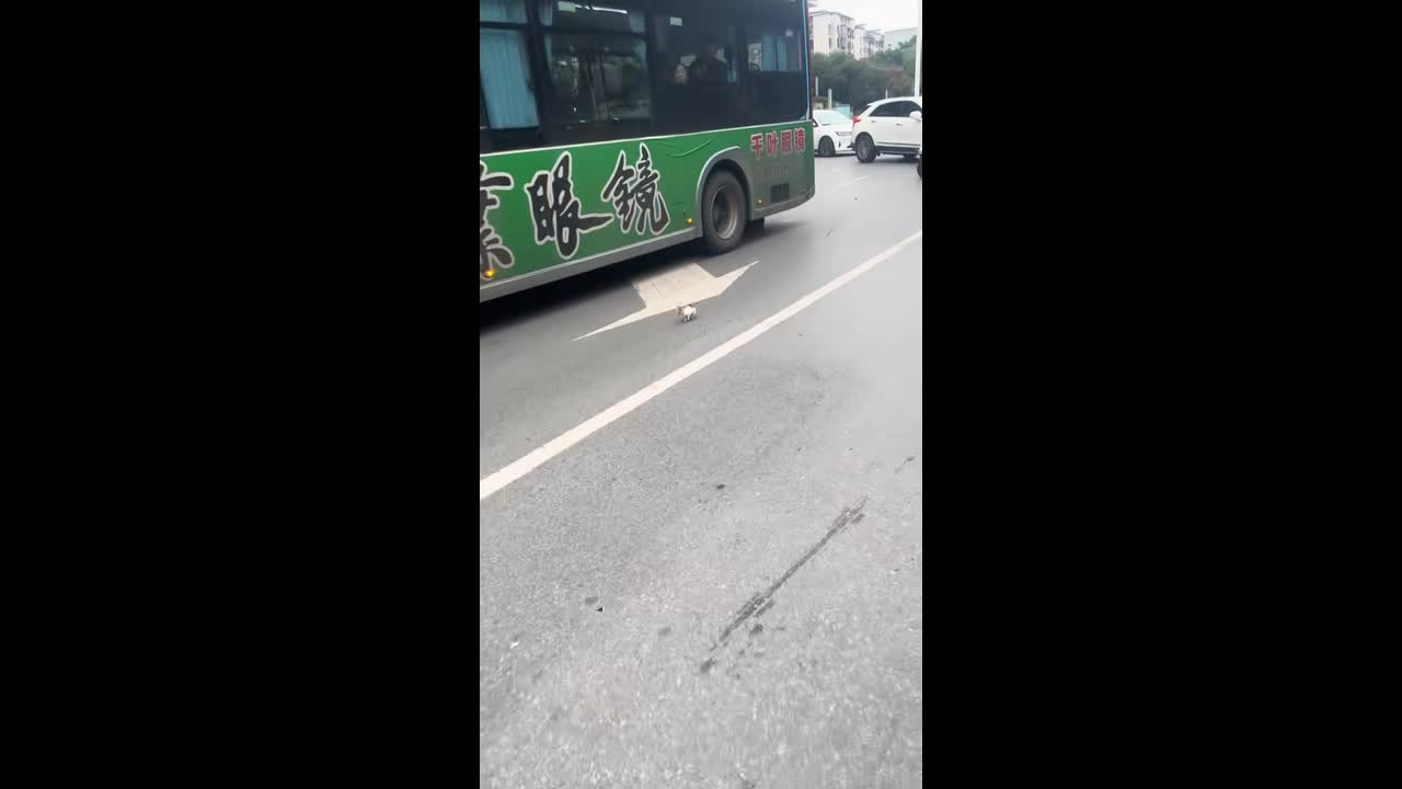 Kitten rescued from busy road in Chongqing, China