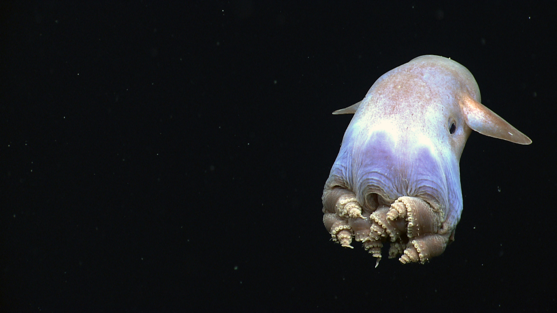 Ocean Creatures Few Have Ever Seen