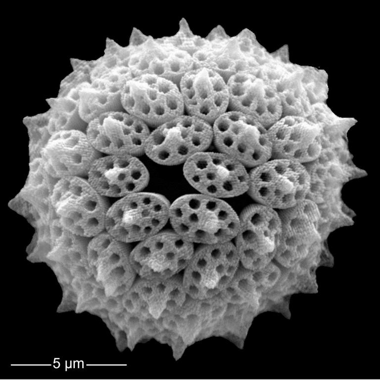 Tiny ocean organisms missing from climate models may hold the key to ...