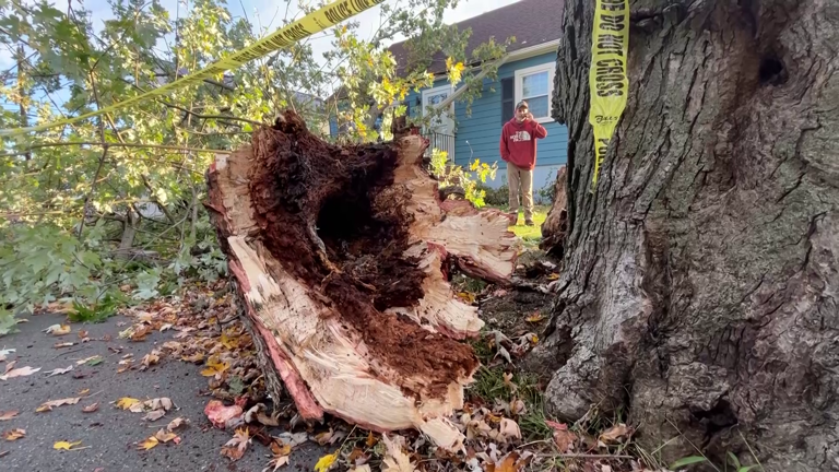 Large tree falls on 2 homes in Malden