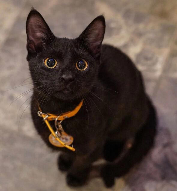Inside the life of black cats in adoption centers around the US on ...