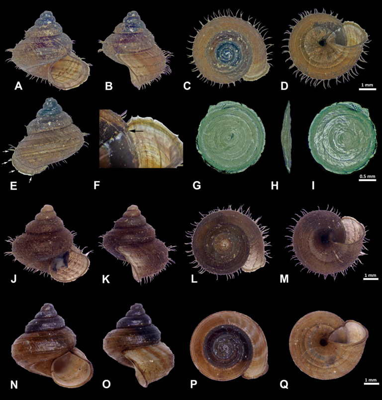Hairy snail with intricate shell is a new species from India's mountain ...