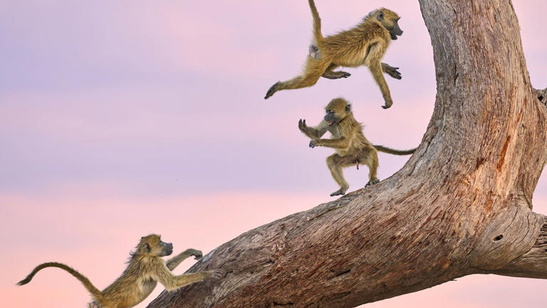 Hugging lizards and a dancing gorilla among picks for Comedy Wildlife ...