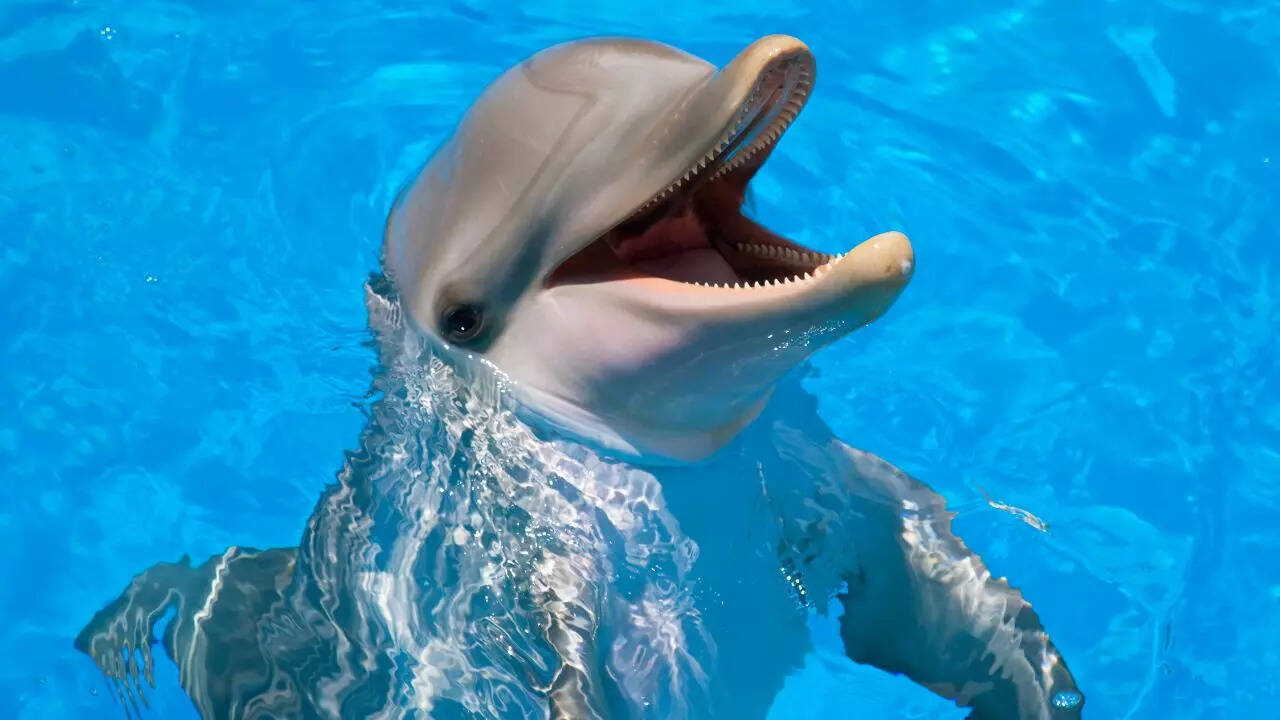 10 cutest animal smiles that will melt your heart