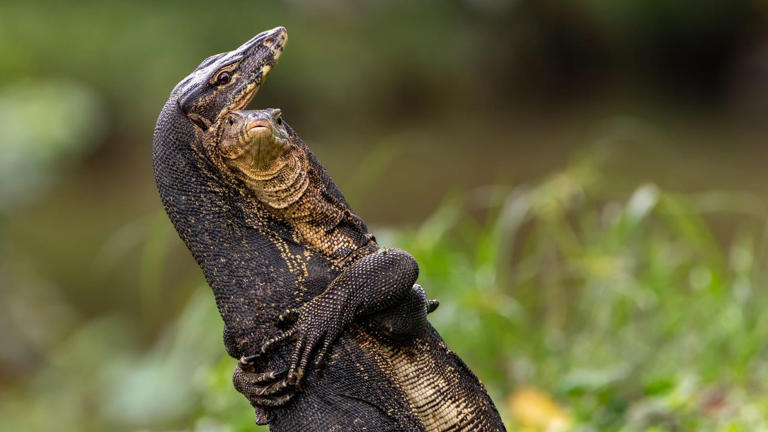 Hugging lizards and a dancing gorilla among picks for Comedy Wildlife ...