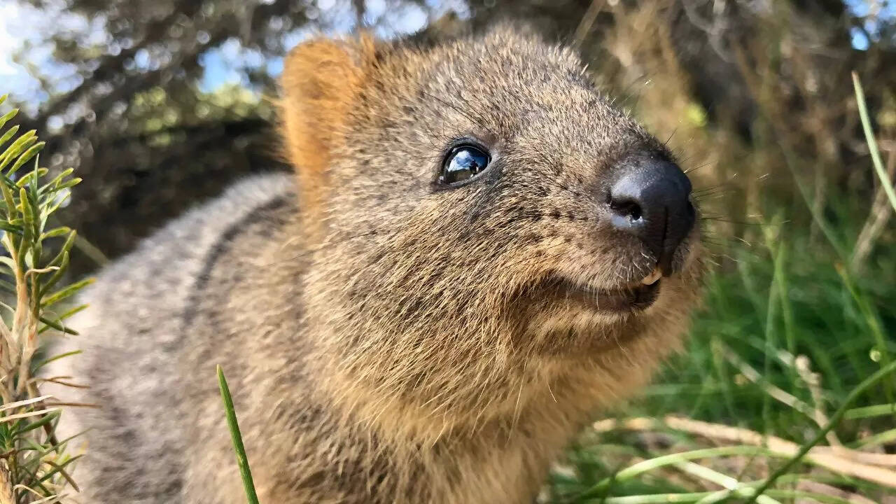 10 cutest animal smiles that will melt your heart