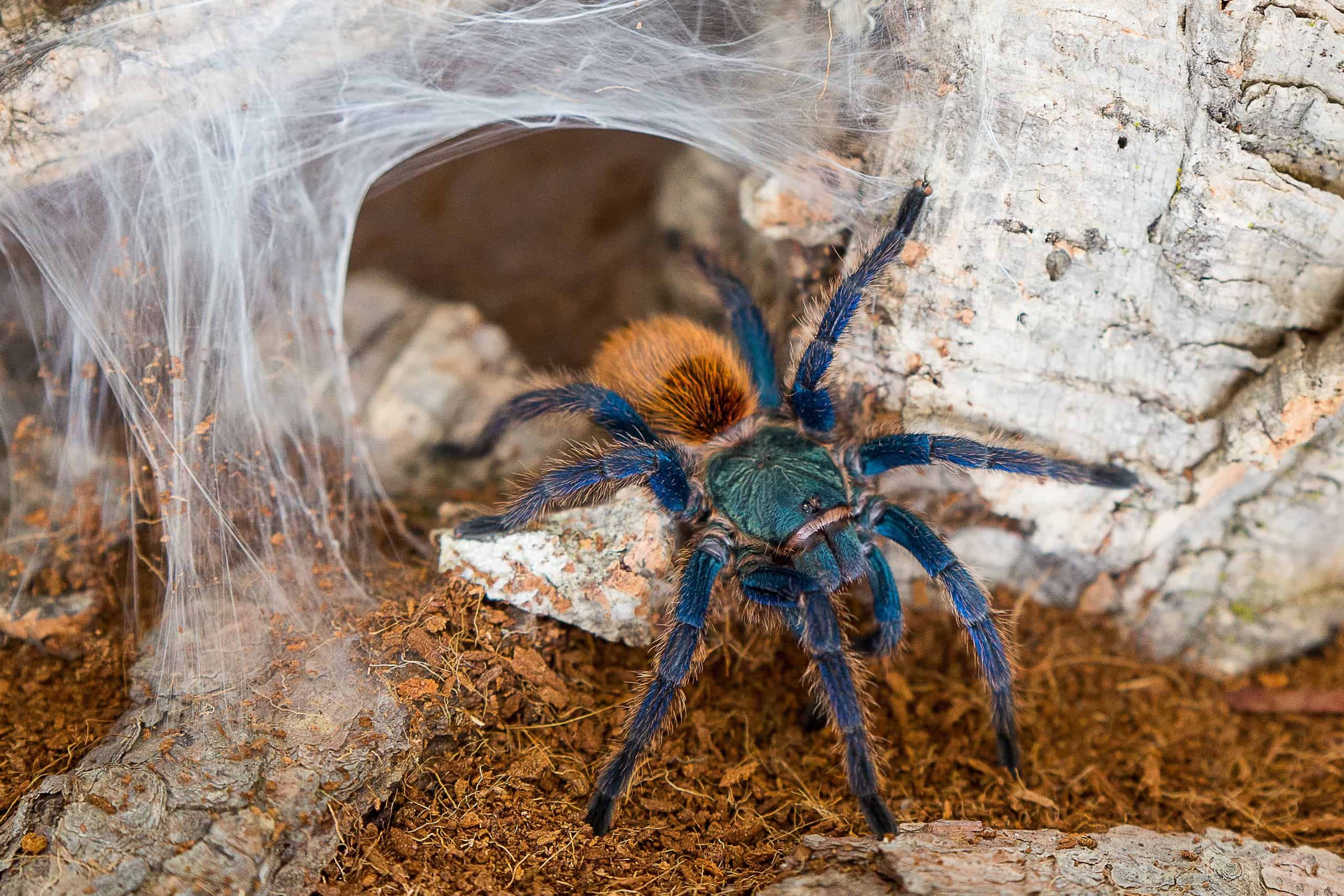The complete list of tarantula species