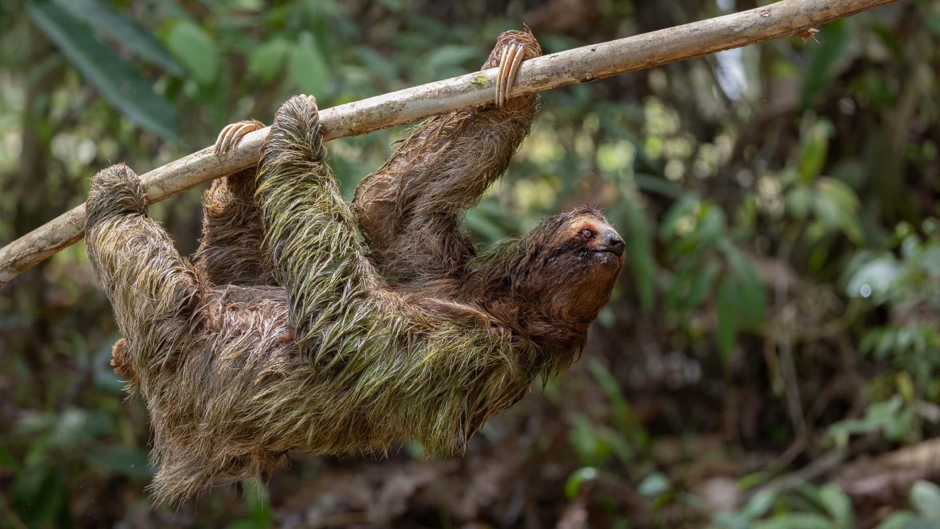 Sluggish Sloth’s Secrets Of Success Revealed In New Study
