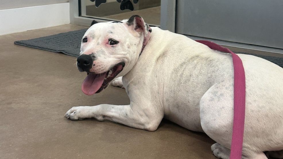 Kyle animal shelter stays open after raising nearly $67K in under a week