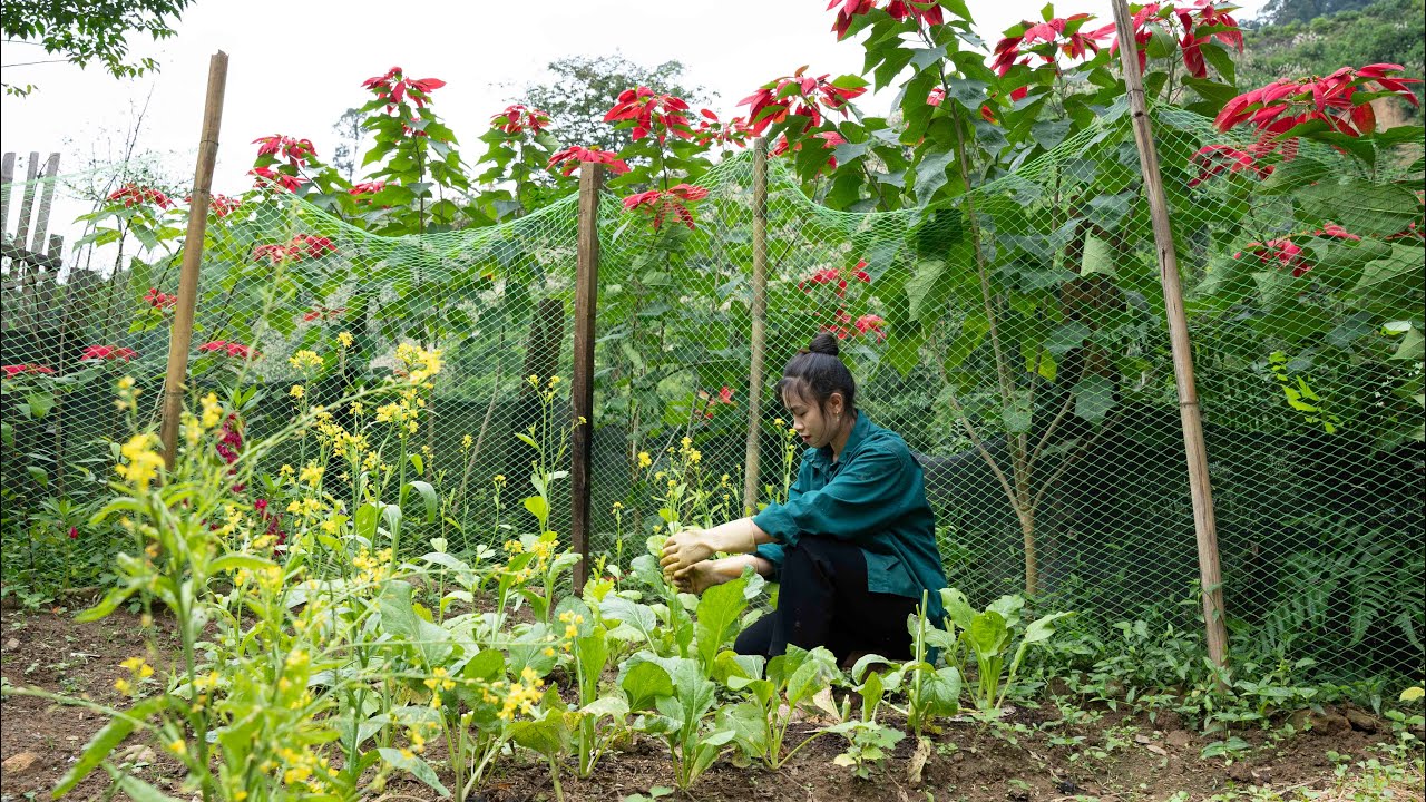 Dari ladang ke meja: Memasak siput rustic