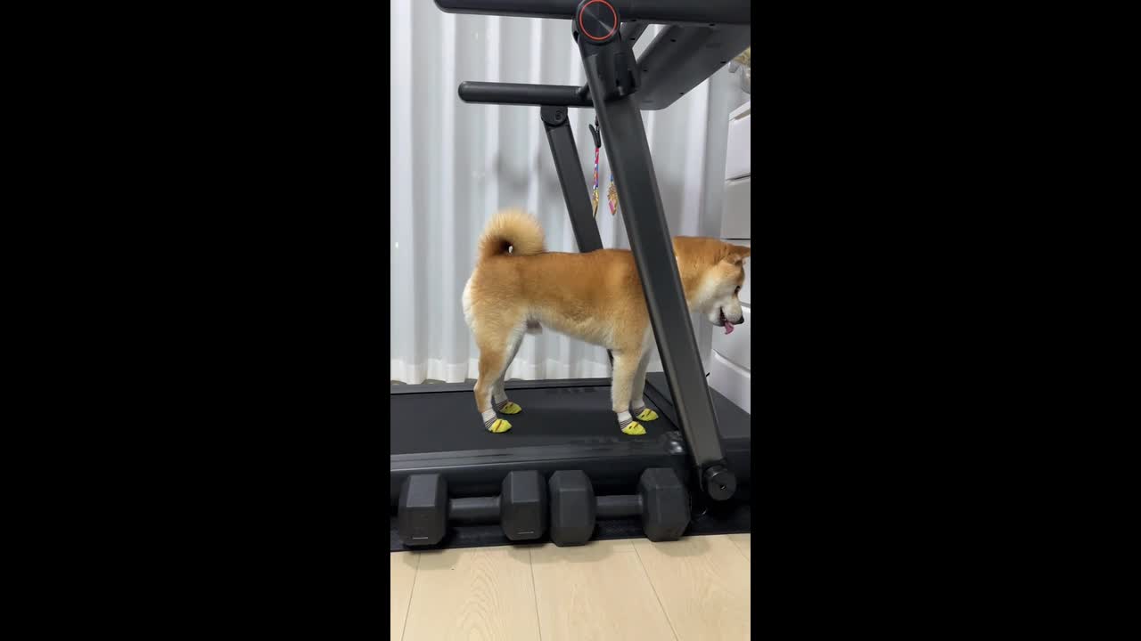 Shiba Inu speeds up on treadmill in Xinjiang, China