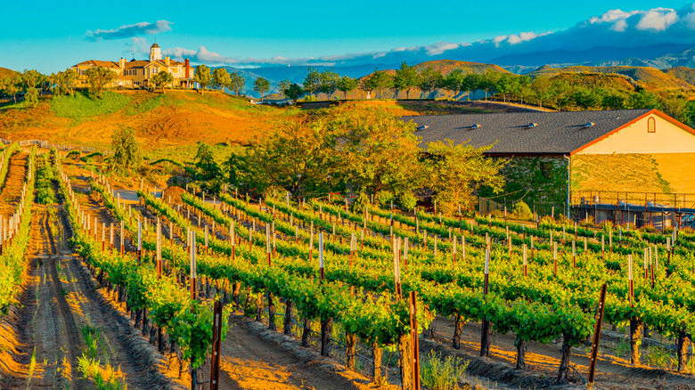 Southern California's Wine Amusement Park Is A Resort Built To Mimic ...