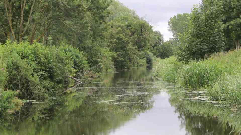 Everything You Need To Know About The Mute Swan