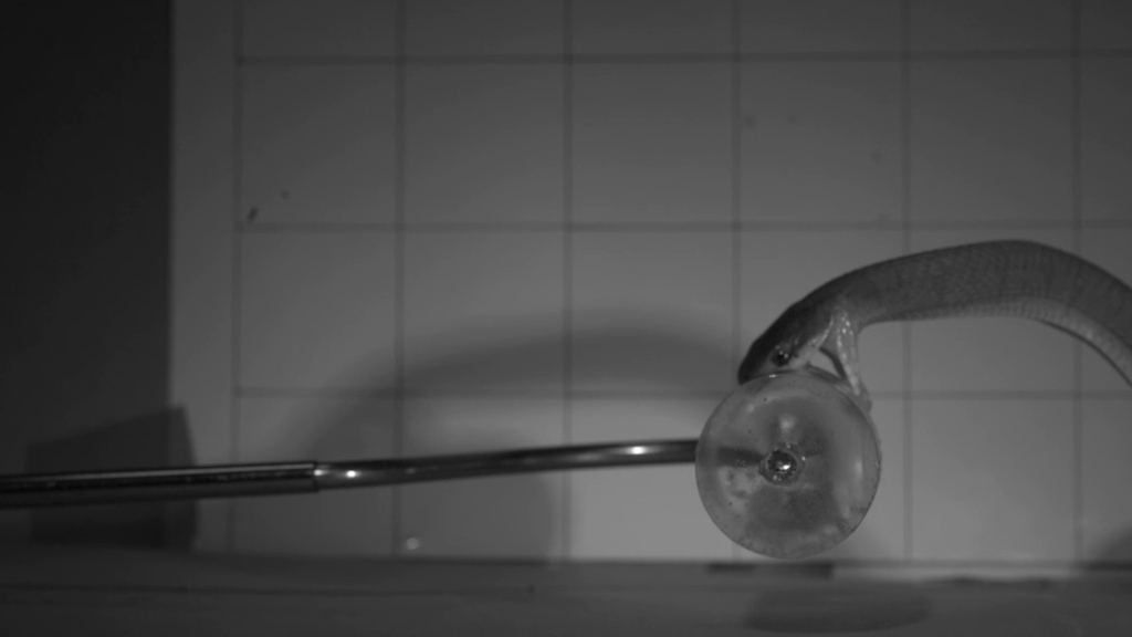 These are snake attacks like you've never seen them before