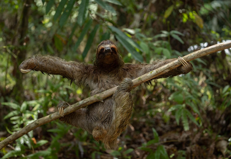 Sluggish Sloth’s Secrets Of Success Revealed In New Study