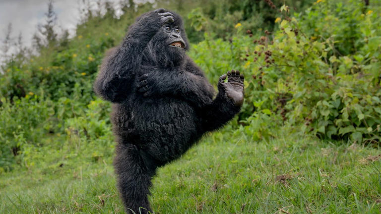 Hugging lizards and a dancing gorilla among picks for Comedy Wildlife ...