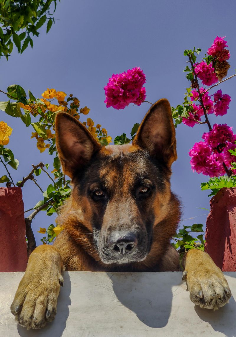 26 Dog Breeds That Stay Calm and Courageous Under Pressure
