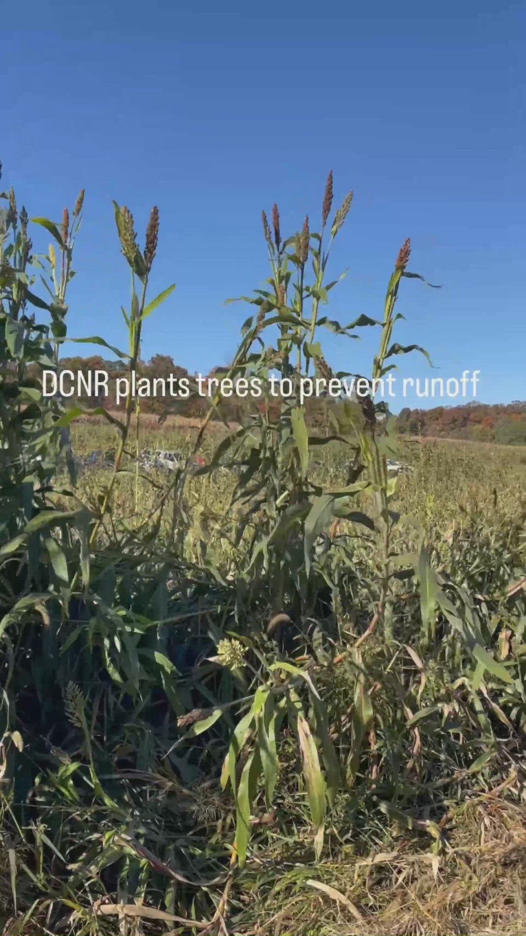 DCNR plants trees to prevent dairy farm runoff