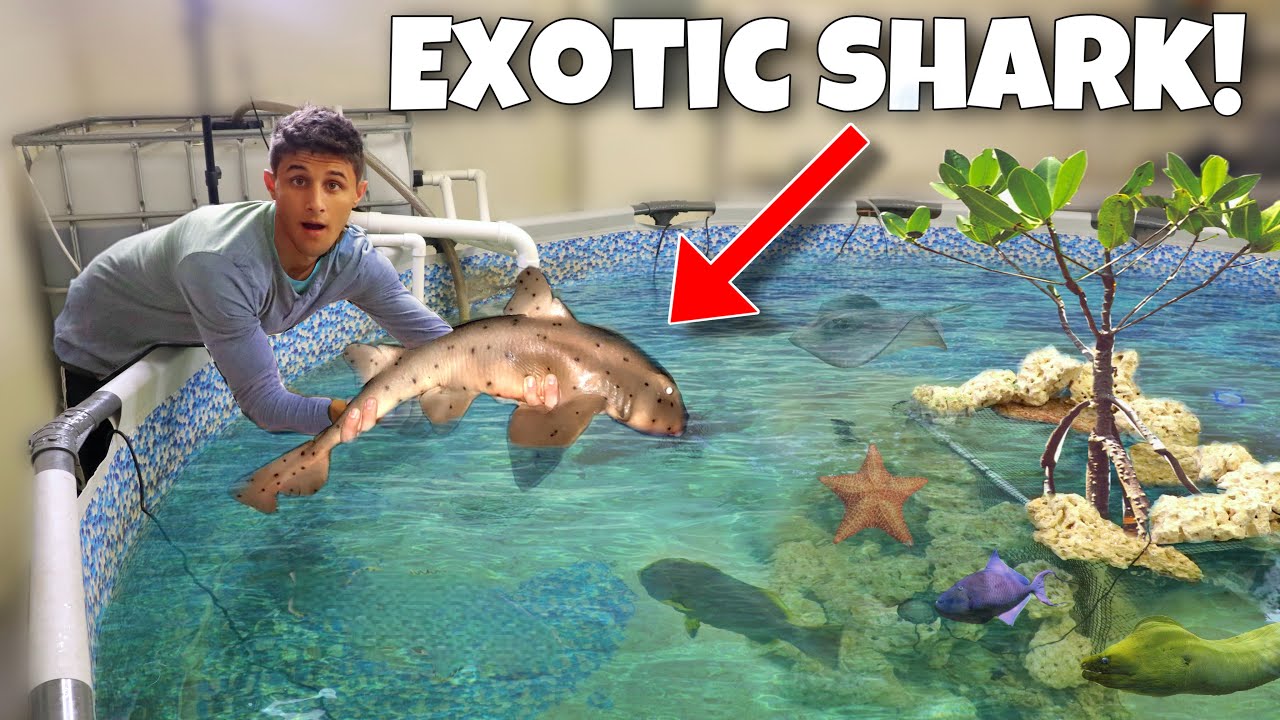 Watch me transfer fish to their dream pond!