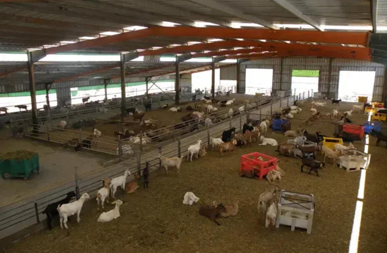 Is goat milk really healthier than cow’s milk? Dr. Maya Rosman explains