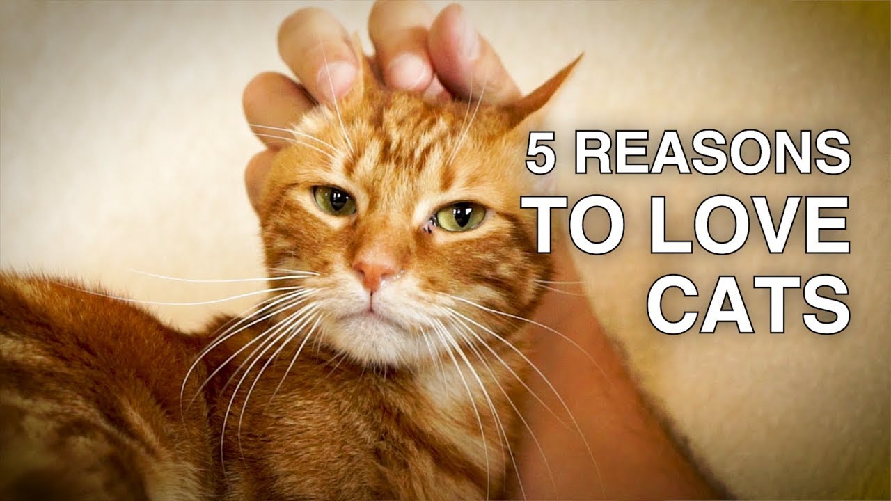 Stunning slow-mo moments that prove why cats are the best