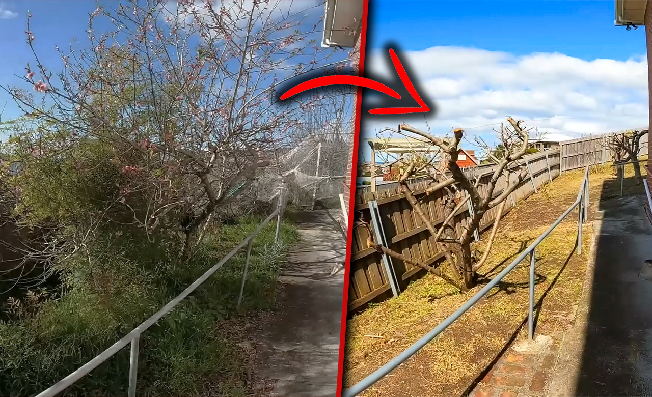 Overgrown garden restoration