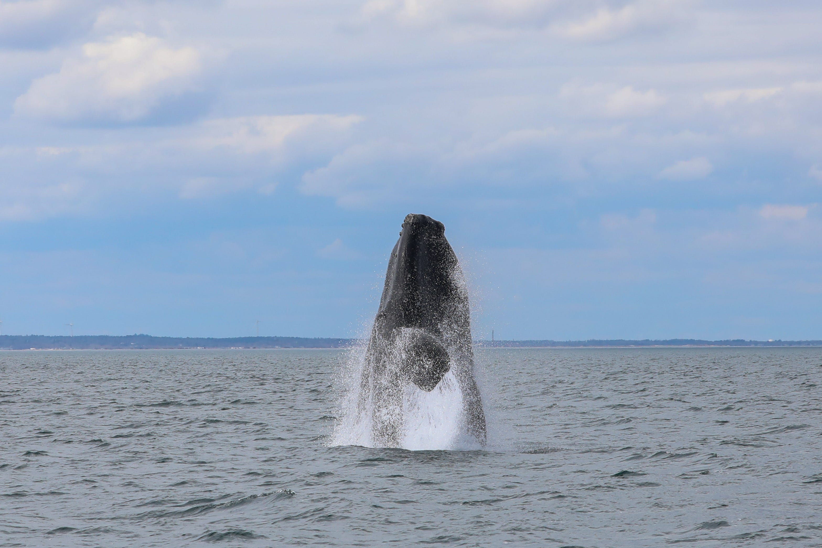 Right whale sighting east of Ocean City, MD: 'Slow zone' in effect