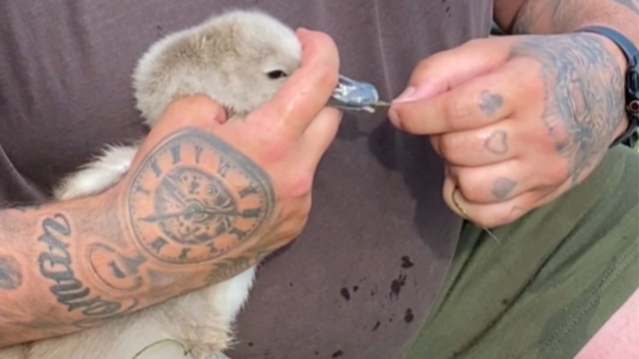 The empathetic father has won hearts by saving a baby swan that was ...
