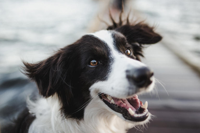 Pet-Friendly Hotels That Go Beyond 'Dogs Allowed'