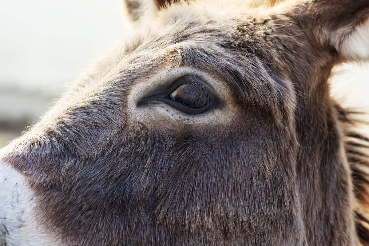 Donkey’s Trip to the Store for Supplies With His Daddy Is the Best Kind ...