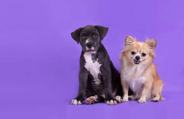 Do Small Dogs Have a Longer Lifespan Than Big Dogs?
