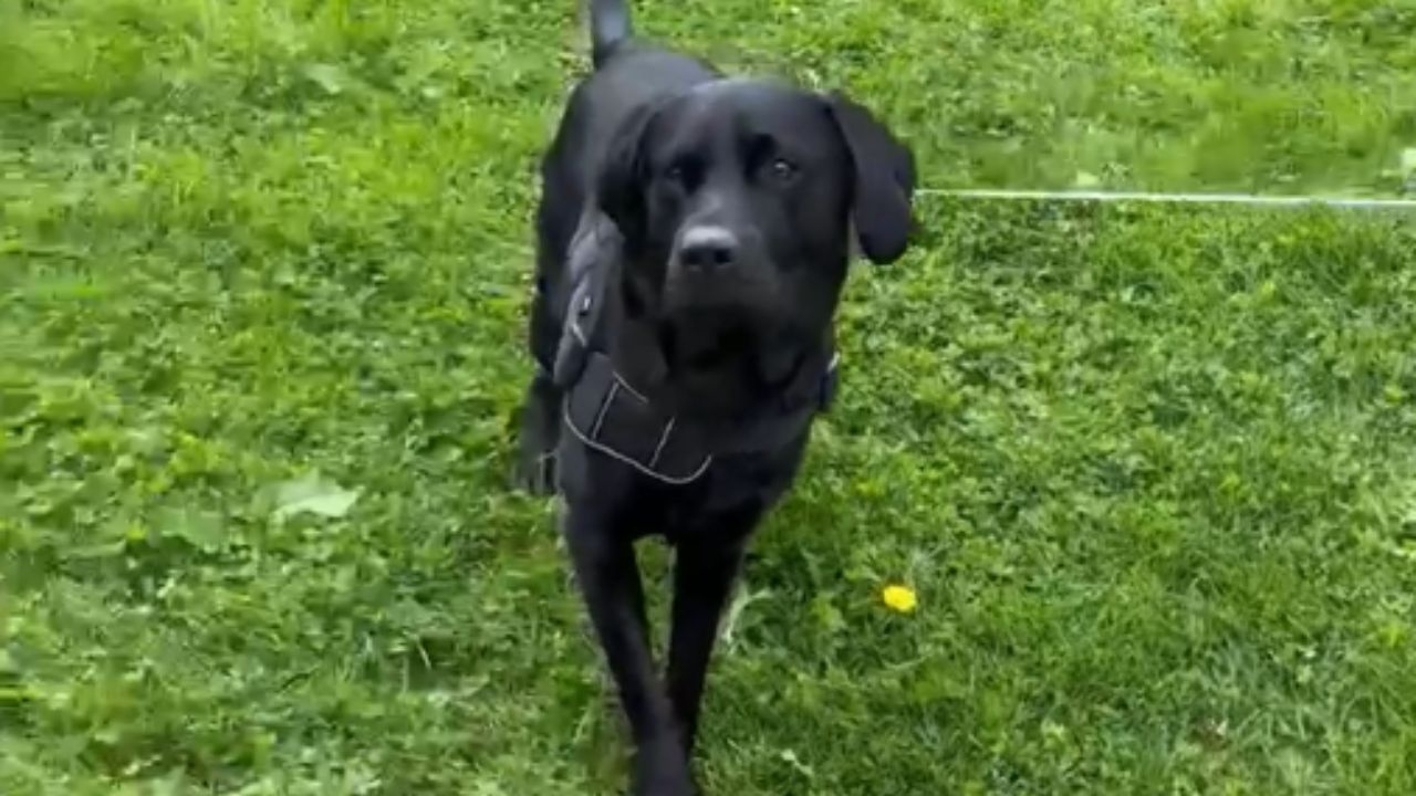Energetic dog runs wild with helium balloon tied to its harness