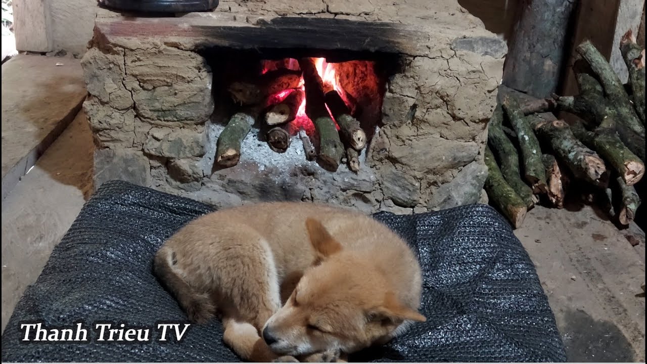 200 days off-grid: Cabin life & adventures with my puppy