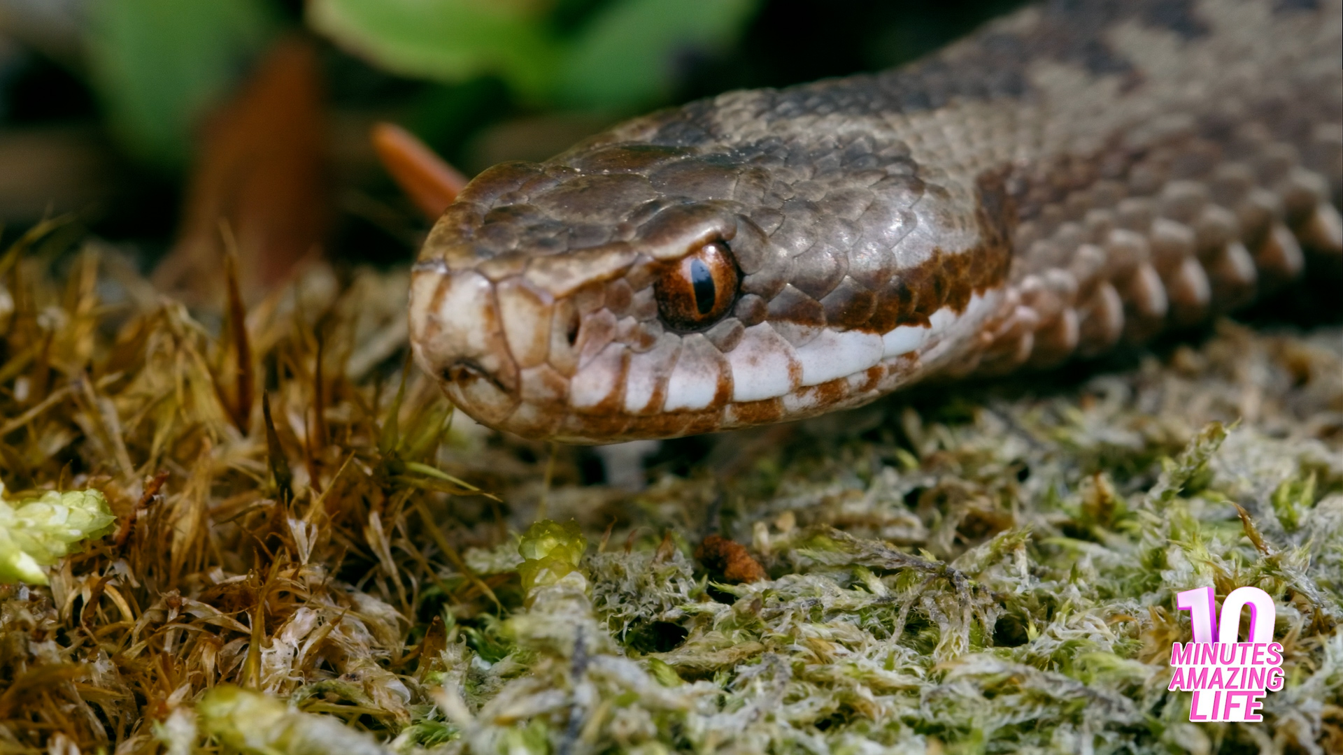 European Viper Hidden in the Moss