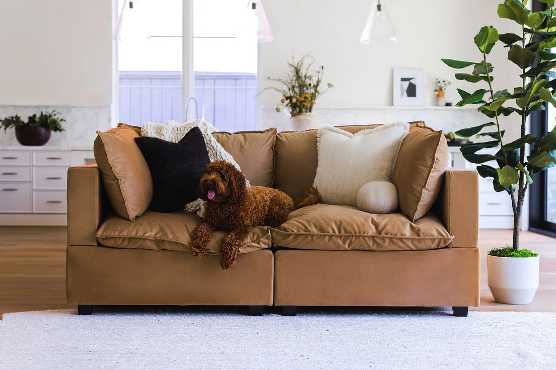 12 Best Pet Friendly Couches To Cozy Up With Your Furry Friends