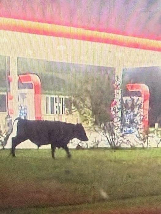 Look: Cow found wandering in busy road in front of Texas gas station