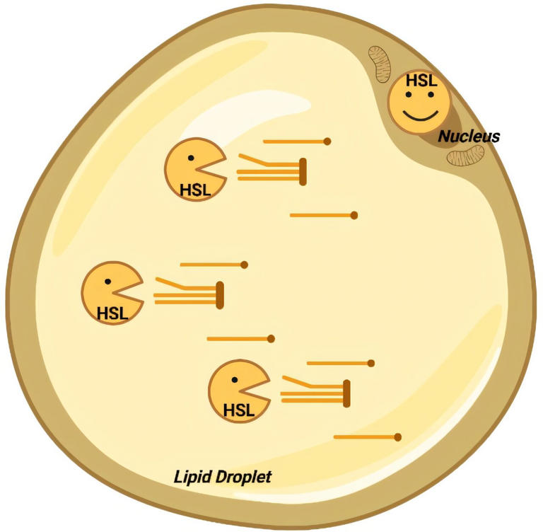 Discovery shakes 60 years of certainty about fat metabolism