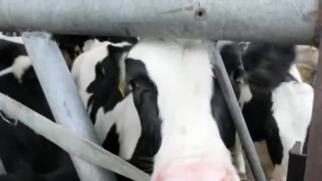 Selectively breeding next generation of cows to burp 40% less methane ...