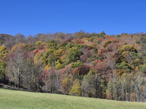 Virginia’s fifth fall foliage report of 2025 shows southwestern ...