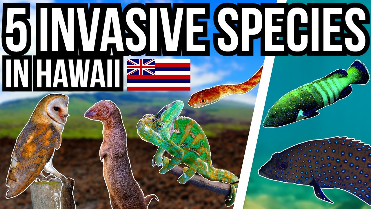 The Silent Invasion Destroying Hawaii’s Natural Paradise