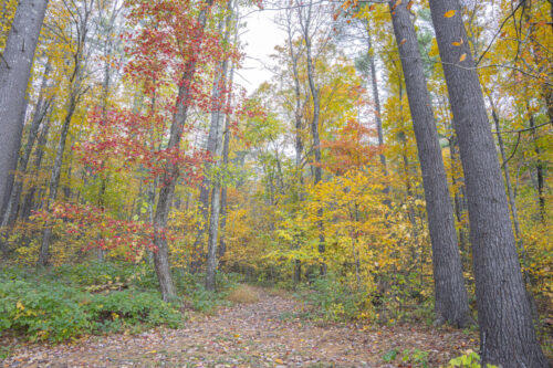 Virginia’s fifth fall foliage report of 2025 shows southwestern ...