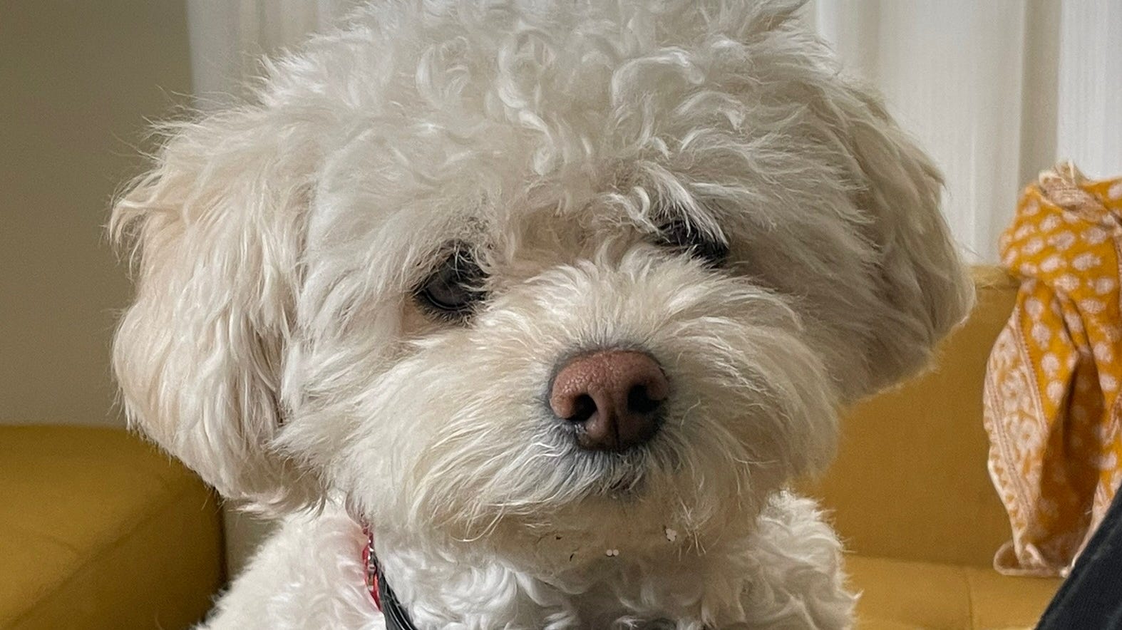 Man vs. dog: Who can more accurately predict Dodgers-Blue Jays World ...