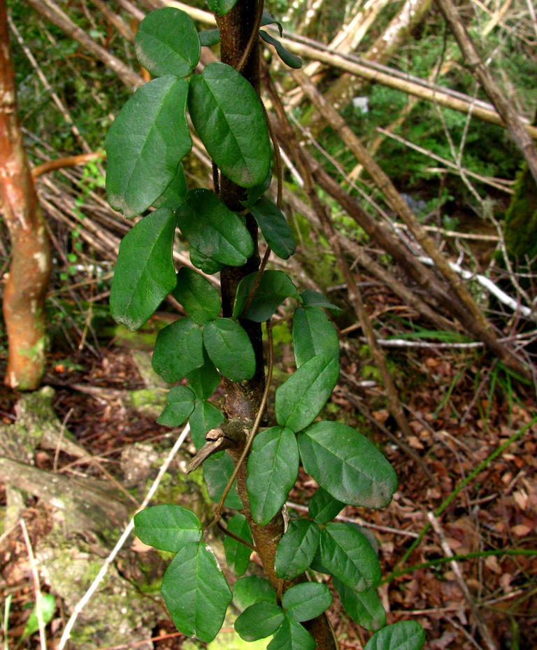 Plants That Act Like Wild Animals