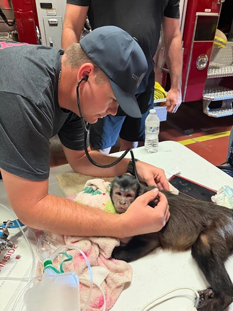 Punta Gorda fire crew attempts to save family’s pet monkey