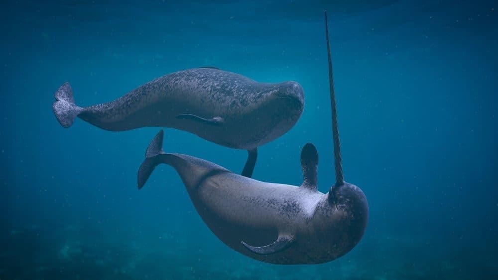 Narwhals Uncovered: The Fascinating Biology and Folklore of These ...