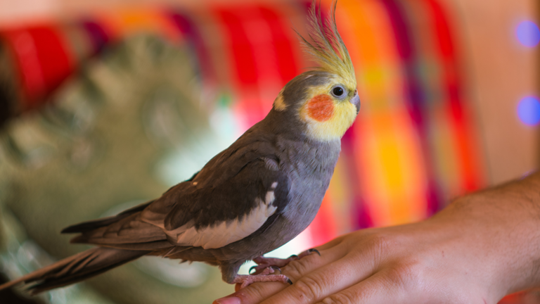 Cockatiel Spends Their Life Reenacting One Very Stressful Afternoon