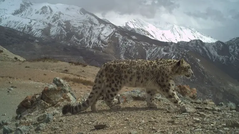 Himachal Pradesh confirms thriving snow leopard population of 83