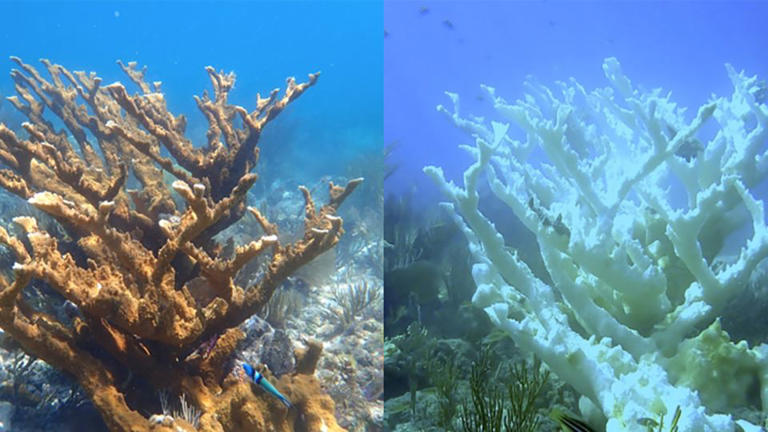These iconic antler-like corals used to carpet Florida’s reef. They’ve ...