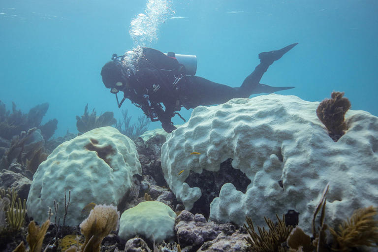 'Functionally extinct': After 10,000 years on the Florida coast, two ...